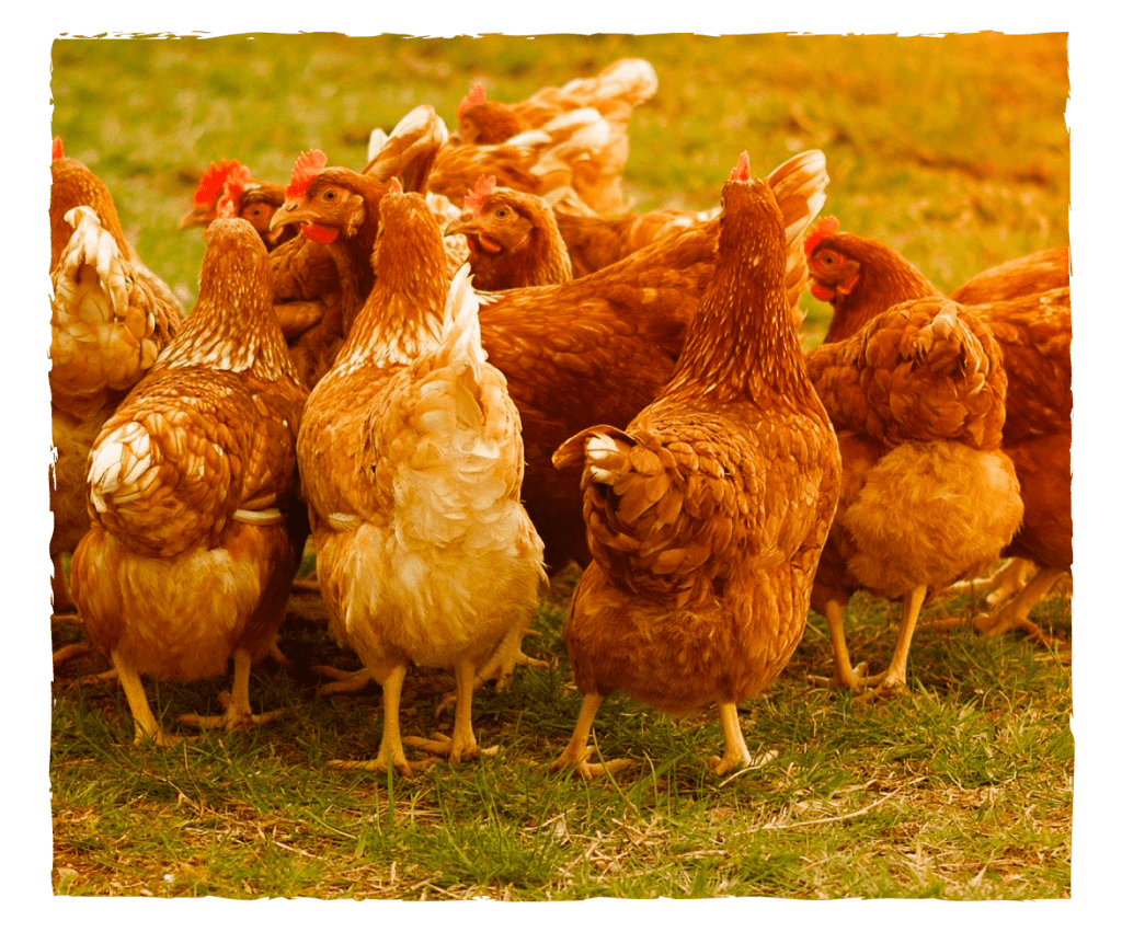 Accueil - Les volailles de Donnery